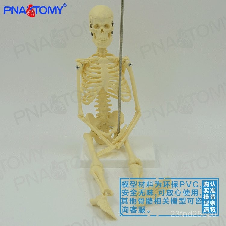 ENTP 4Model Detachable Skull Specimen Full Body Movable Skeleton Toy ...