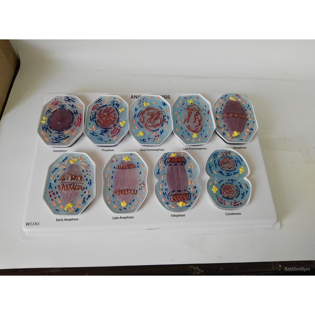 G2JV Splitting Silk Yes Cell Division Mitosis Model Cell Model with ...