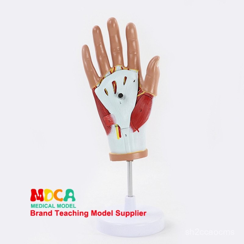 BOEN Model Medical Anatomy Hand Model Tendon Medical Palm Model Model ...
