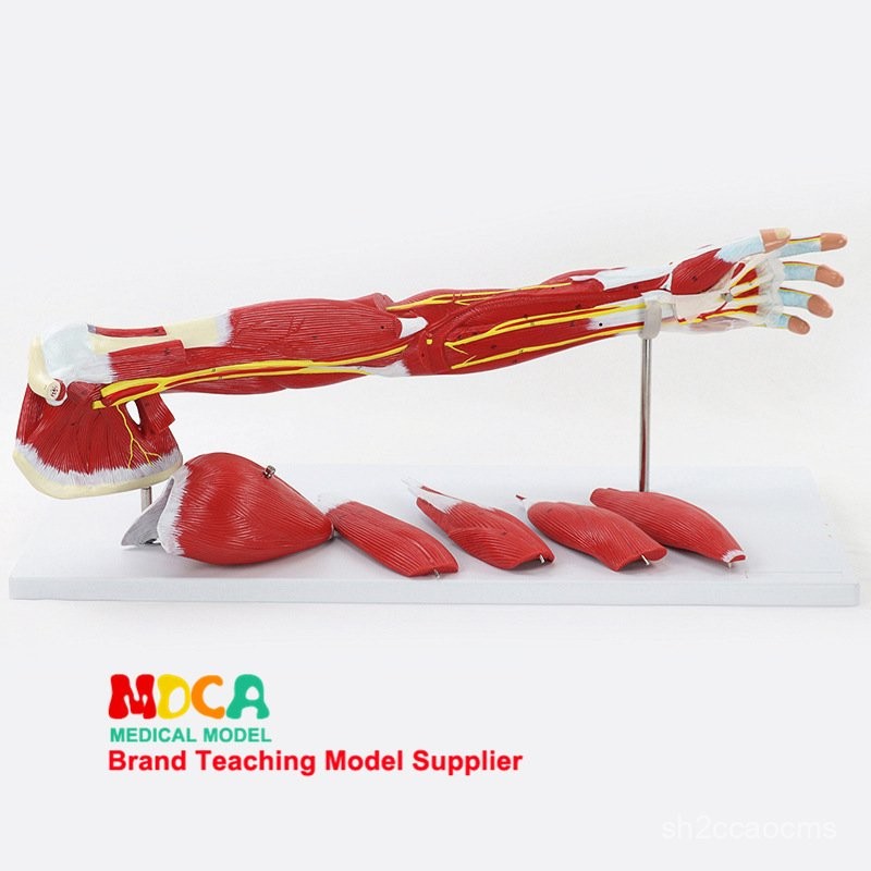 7KXU Sports Muscle Model Teaching Vascular Muscles Model Neurological ...