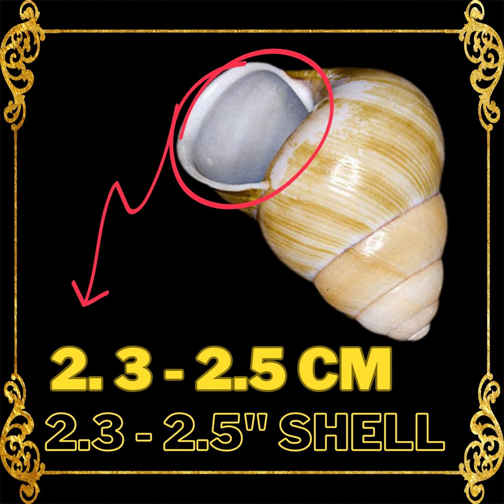 HERMIT CRAB SHELL : Goling Goling | Tiger Land Snail Shells SEASHELLS ...