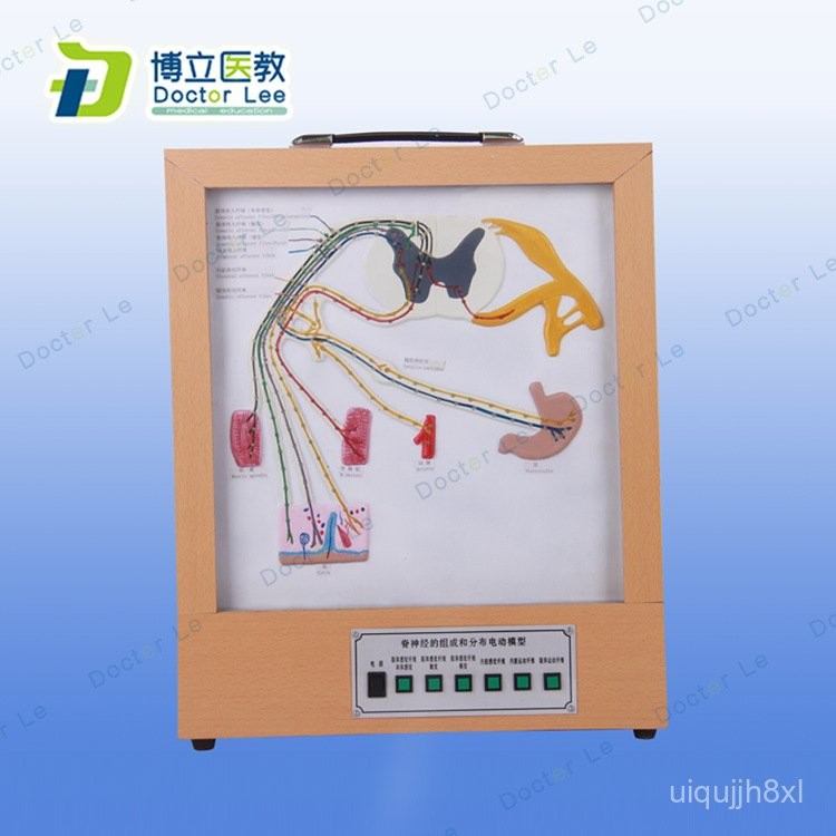GLRW Chenghe Medical Electric Spinal Nerve Model Spinal Nerve Teaching ...
