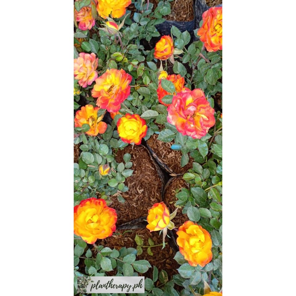 Piti Mini Rose Tricolor (Limited Stocks Only) - Free pot and white ...