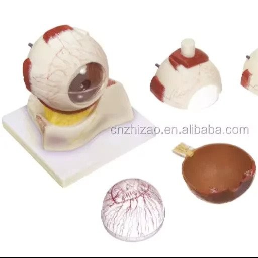 Medical human science education plastic eye anatomy model with orbit ...