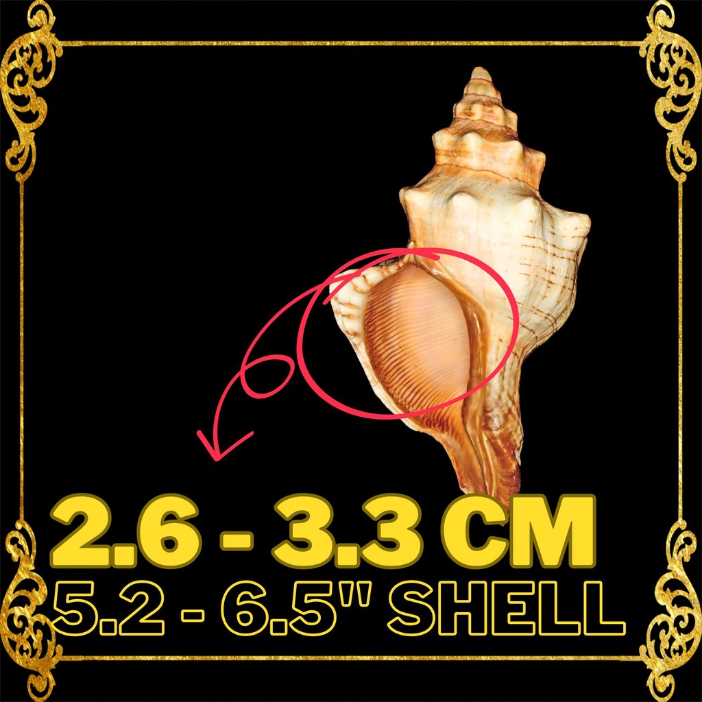 HERMIT CRAB SHELL : Fasciolaria | Trapezium Horse Conch SEASHELLS ...