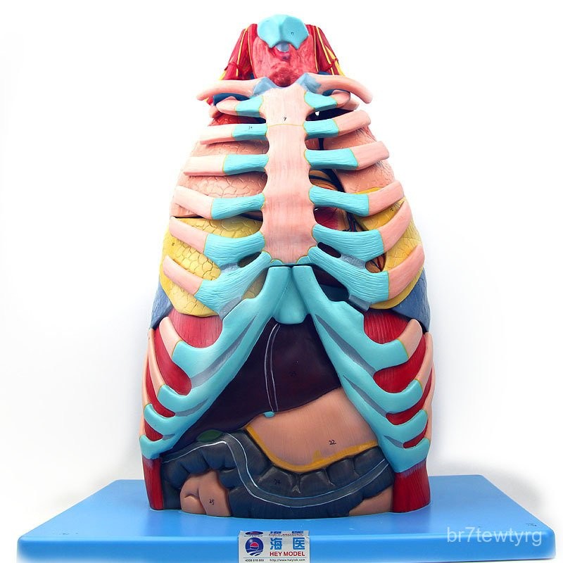 3VQD Model Anatomy Torso Model Human Chest Detachable with Internal ...