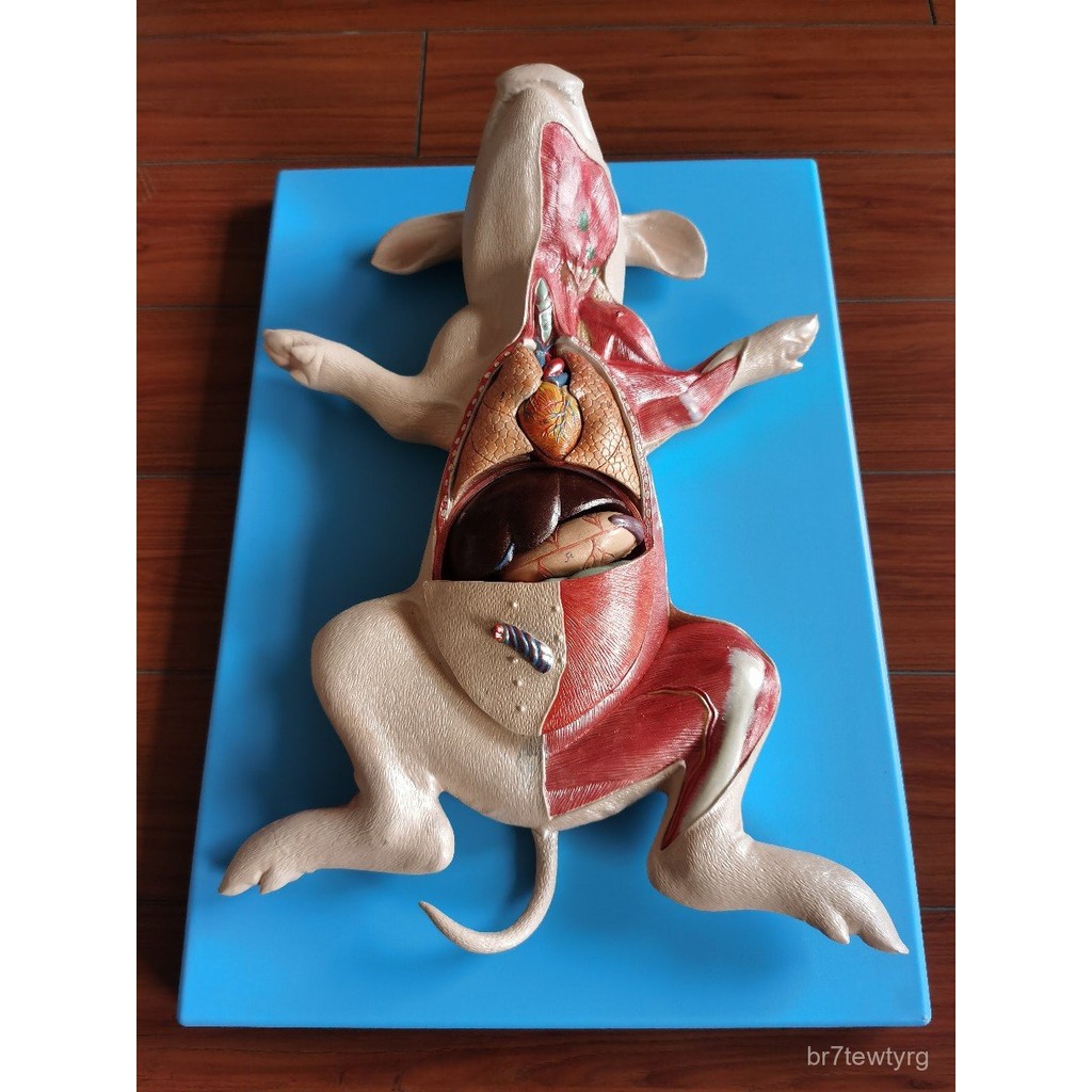 H7VS Anatomy Model Advanced Abdominal Anatomy Model Pig Anatomy Pig ...
