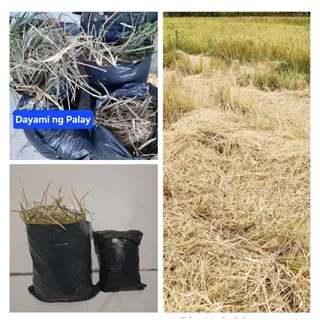 Shop dayami for Sale on Shopee Philippines