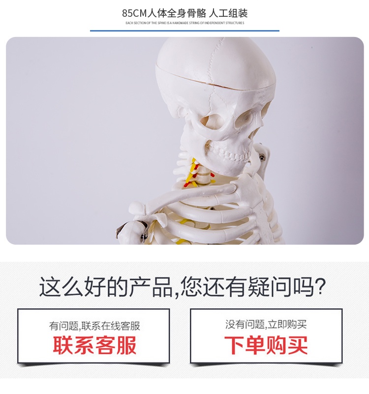 Excellent quality 85cm 170cm human skeleton model Teaching skeleton ...