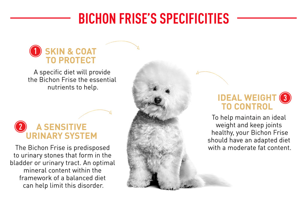 Royal Canin Bichon Frise Adult (1.5kg) Dry Dog Food - Breed Health ...