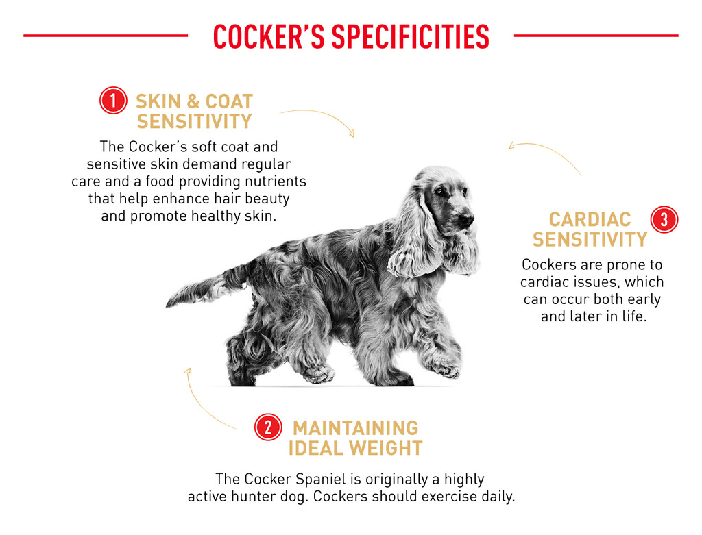 Royal Canin Cocker Spaniel Adult (3kg) Dry Dog Food- Breed Health ...