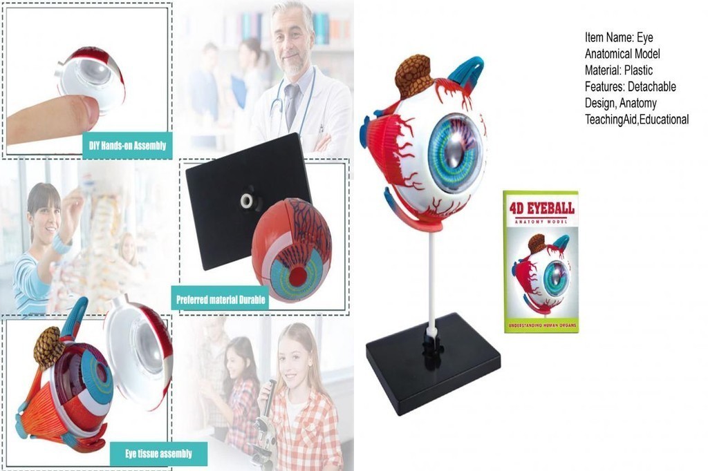 Eye Anatomy Educational Tool Human Eye Anatomy Model Accurate Eye Model ...