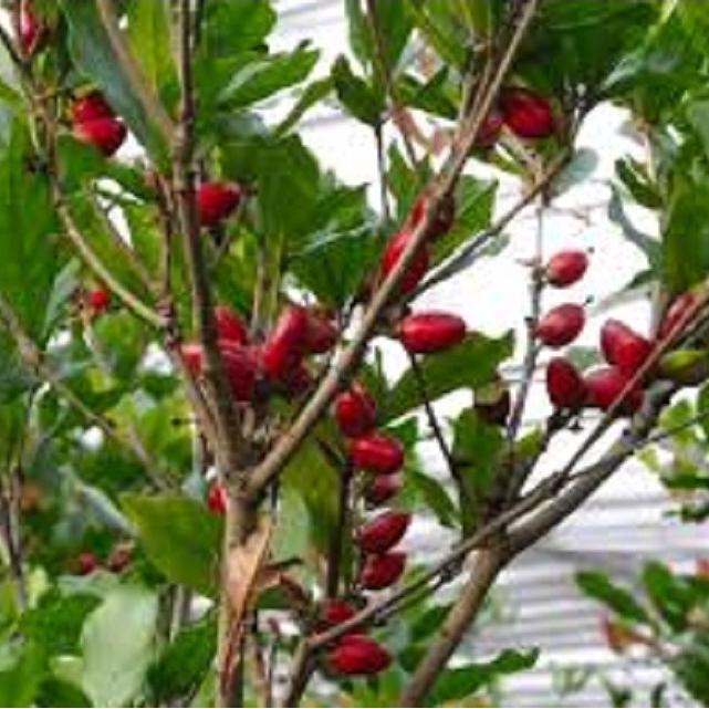 MIRACLE FRUIT SEED "BERRIES" (MAGIC FRUIT) | Shopee Philippines