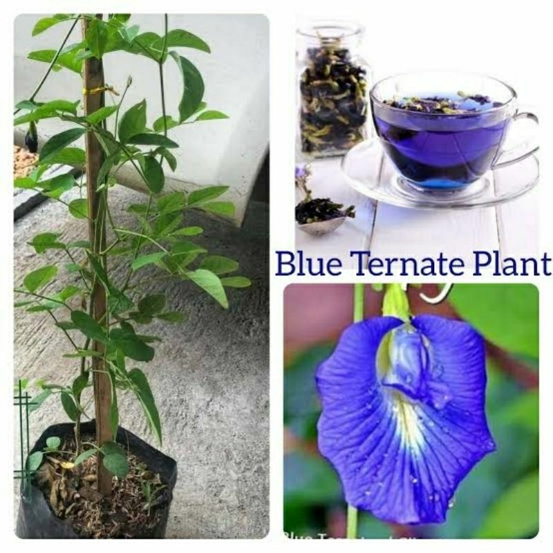 BLUE TERNATE SEEDLINGS, FULLY STABLISHED 30-40cm tall | Shopee Philippines