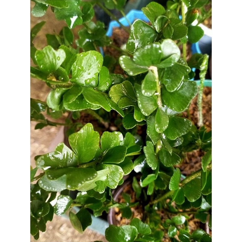 butterfly fern rare/fern indoor | Shopee Philippines