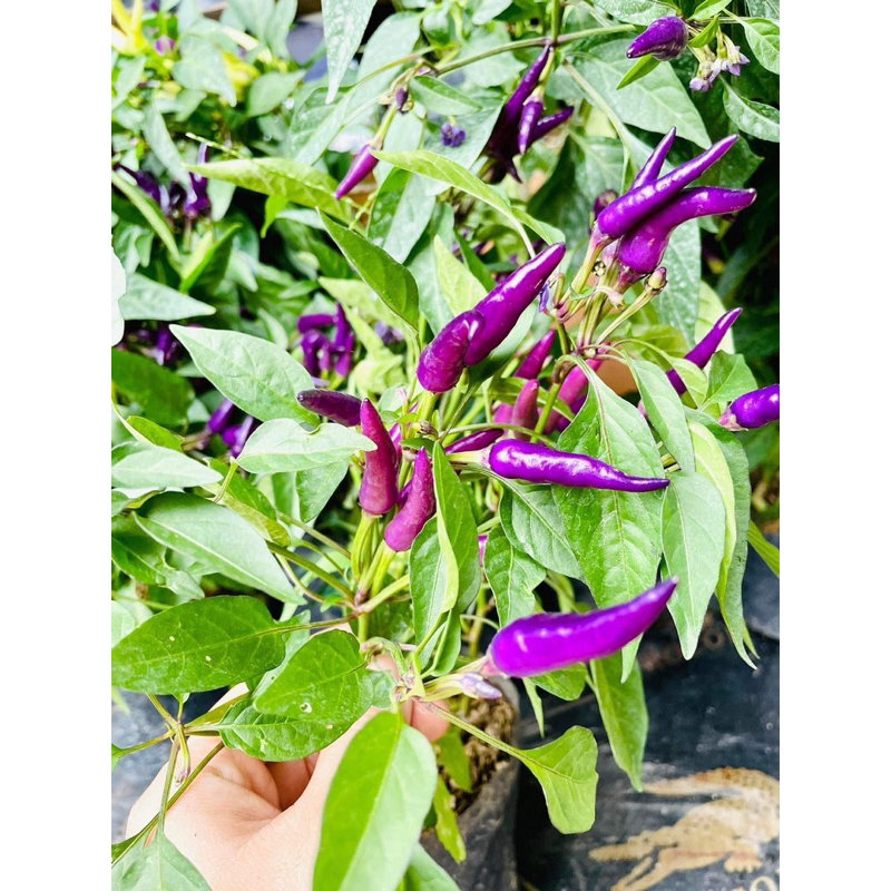 Grafted Korean Sili from Baguio | Shopee Philippines