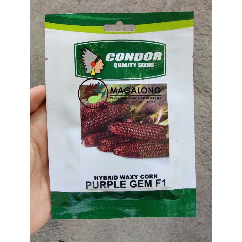 CONDOR SEEDS - WAXY CORN SEEDS - PURPLE GEM F1 HYBRID 10 Grams | Shopee ...