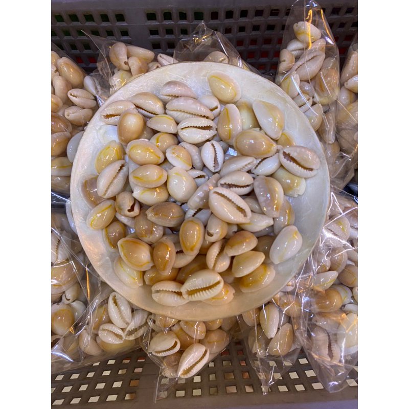 Sigay Sea Shell for Sungka 100pcs | Shopee Philippines