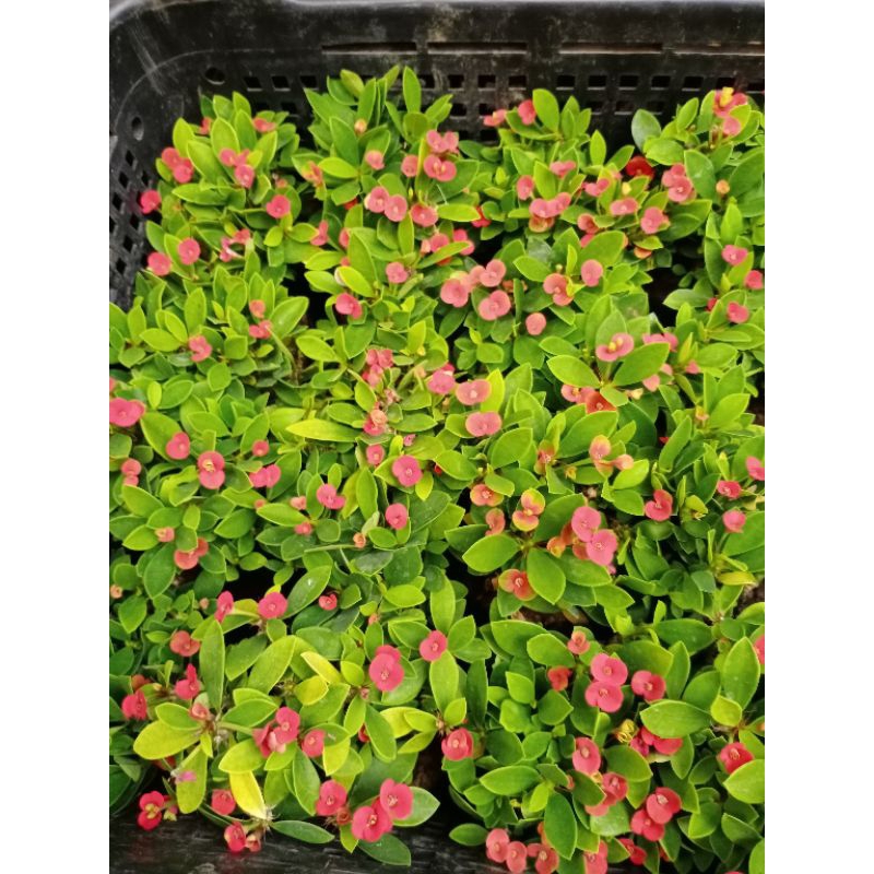 Piti Mini Euphorbia Milii (garden decor) | Shopee Philippines