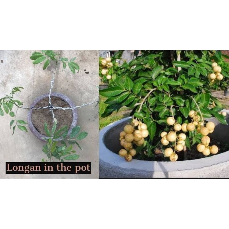 Thailand longgan Imported seeds / Seedlings | Shopee Philippines