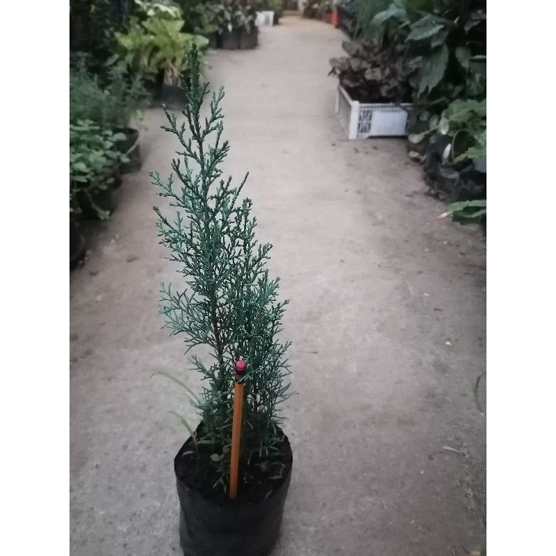 Italian Pine (small size) | Shopee Philippines