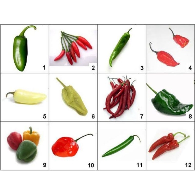 Section 1 Panigang Sili Beans with fertilizer pang pataba | Shopee ...