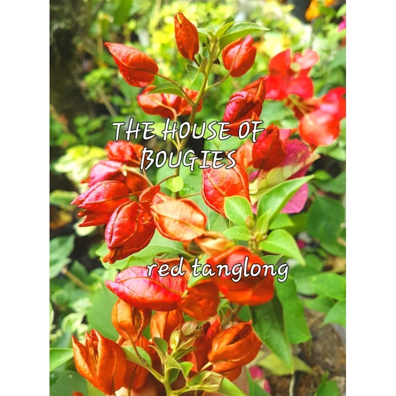 BOUGAINVILLEA ROOTED TANGLONG GREENLEAF SERIES - RED, DARK PinK, PEACH ...