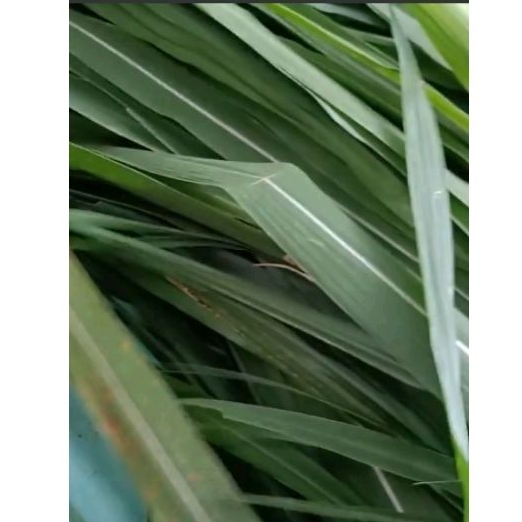 Hay Grass Guinea Grass fresh and dried.. | Shopee Philippines