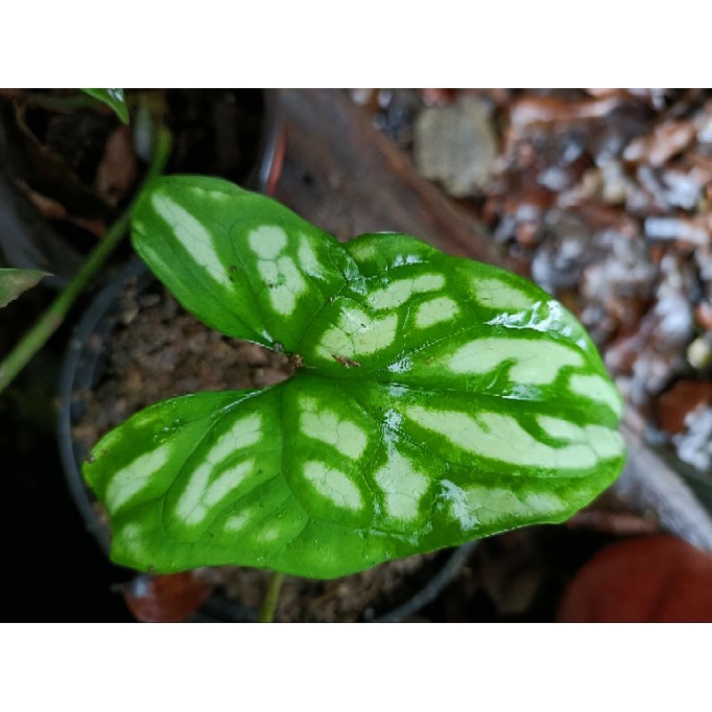 Philodendron cercistis mirabilis | Shopee Philippines