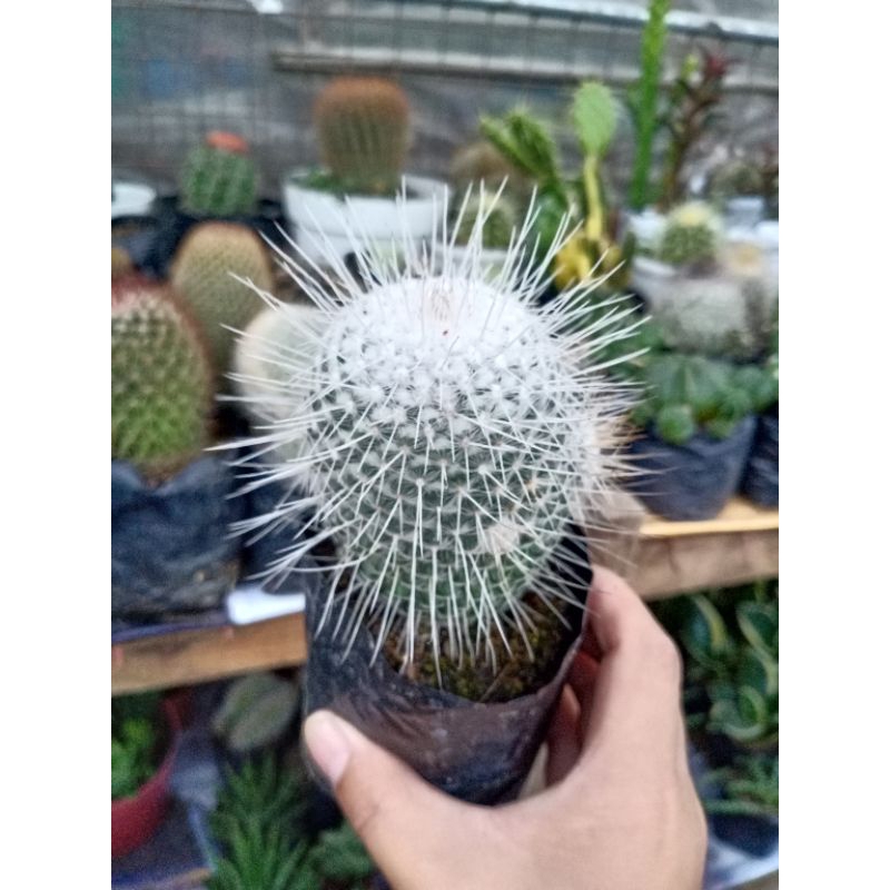 spiky cactus variety (garden decor) | Shopee Philippines