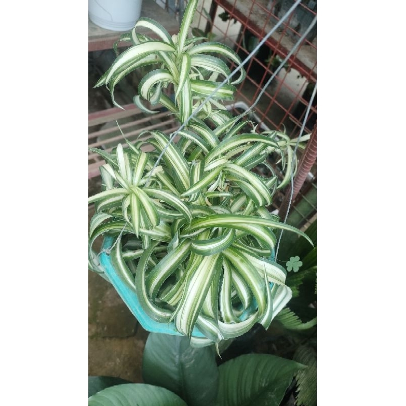 CURLY SPIDER COLLECTION(LUSH AND TRAILING) | Shopee Philippines