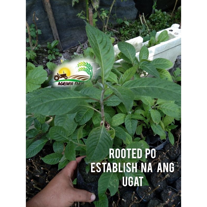 Madre de agua seedling/madre de agua rooted(may ugat po nakatanim sa ...