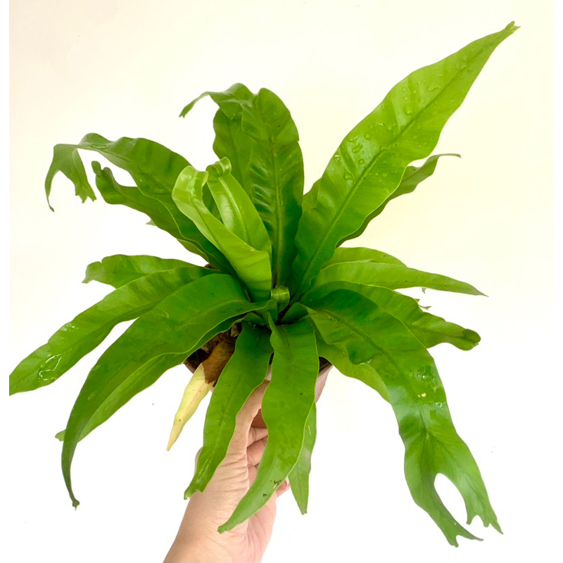 Leslie Fern Bird’s Nest (Asplenium antiquum) | Shopee Philippines
