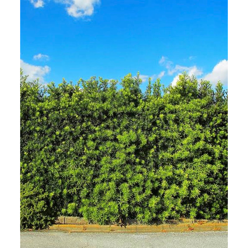 Bakod ng Mayaman Podocarpus Maki Garden Soil and Plastic ko | Shopee ...