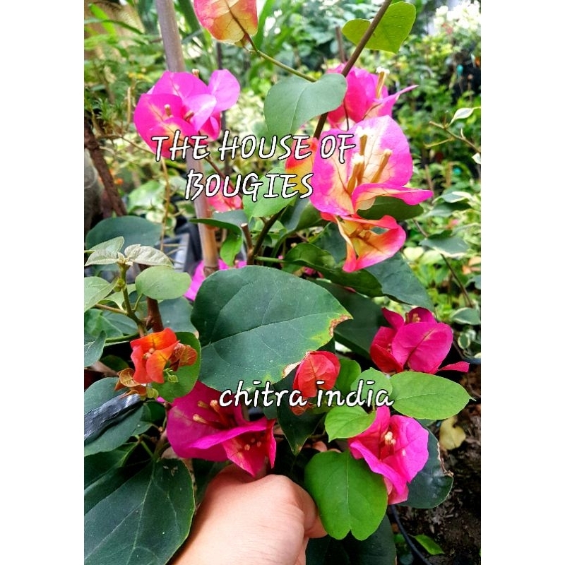 BOUGAINVILLAE ROOTED CHITRA INDIA (TRICOLOR flowers) | Shopee Philippines
