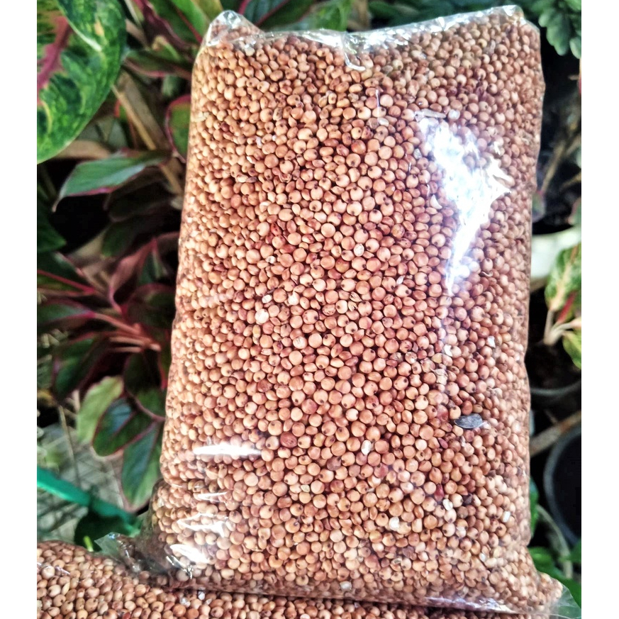 Sorgum / Sorghum Grains/Seeds (1 kg) (For Mushroom Grain Spawn ...