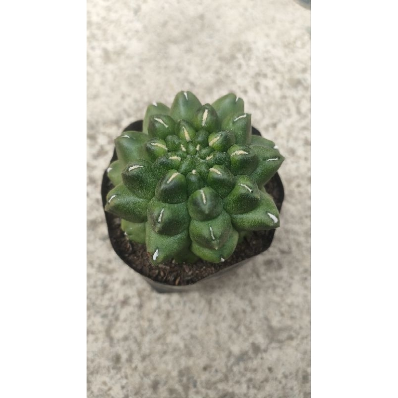 kiko gymno cactus(regular sizes) | Shopee Philippines