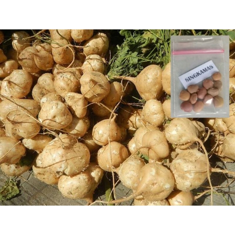 Singkamas Vegetables Seeds, 12 seeds/pack | Shopee Philippines
