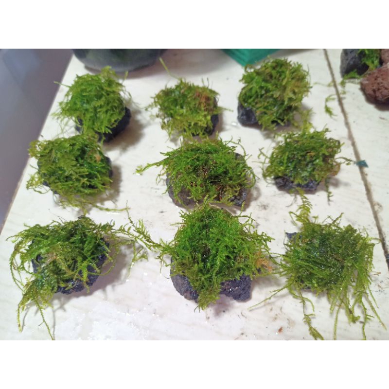 moss/lava rock design for aquarium 1pc | Shopee Philippines