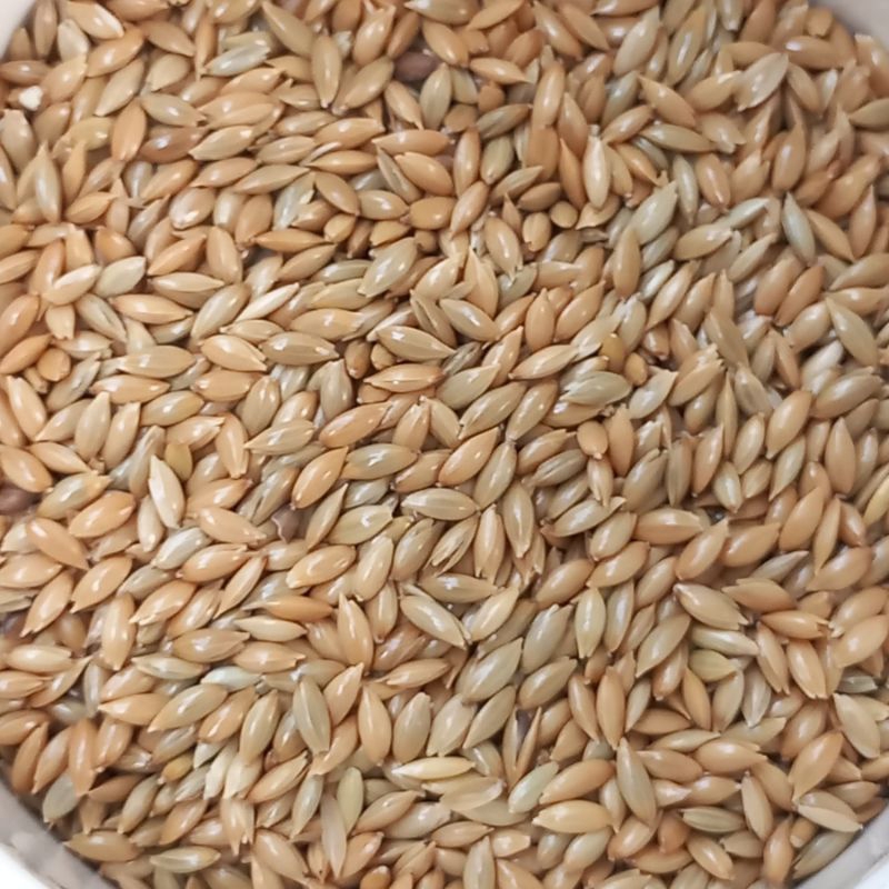 Canary seed for lovebirds 1kg | Shopee Philippines