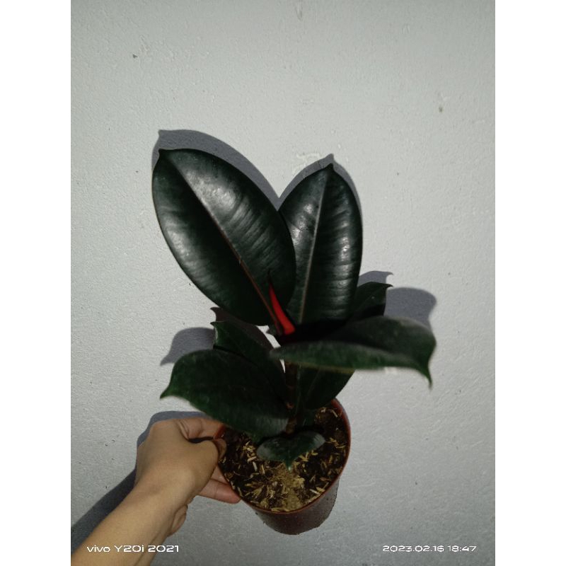Black Prince Rubber Tree: Very Dark Green Glossy Leaves, the Pinnacle ...