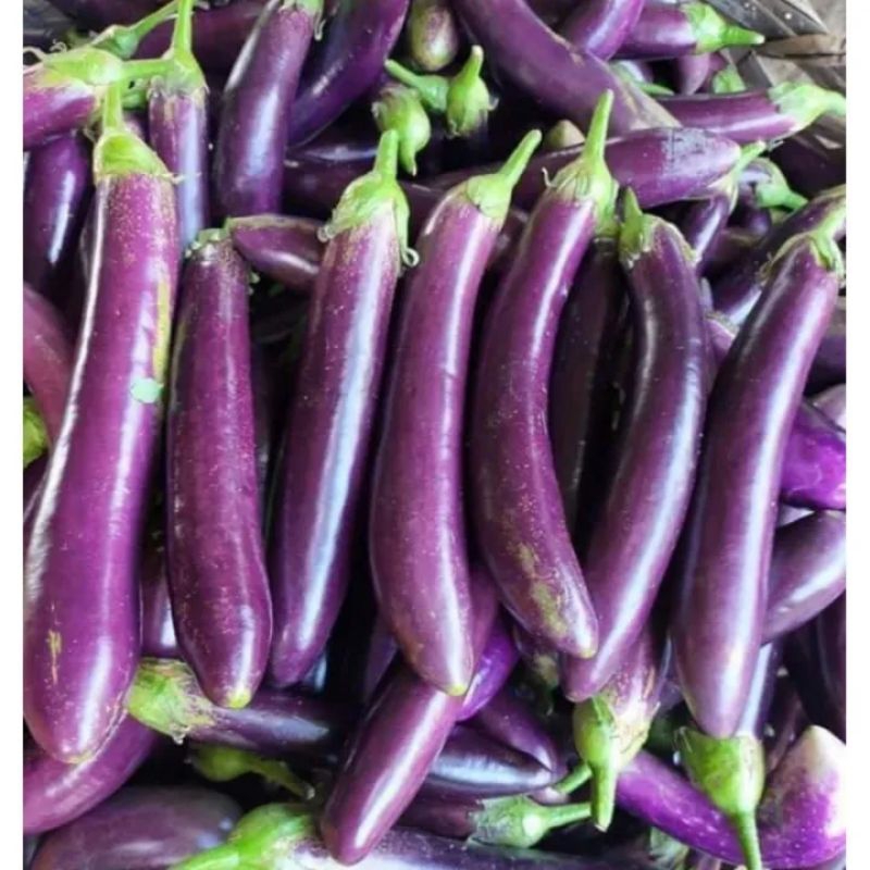 Talong long seeds/ Seeds for planting | Shopee Philippines