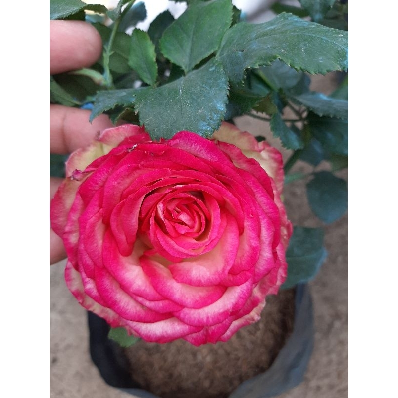 top rare collectible roses | Shopee Philippines