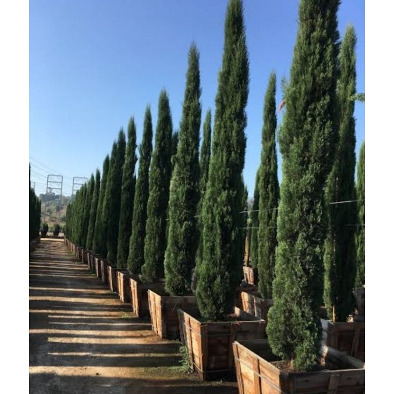 Italian pine cypress/landscape tree | Shopee Philippines