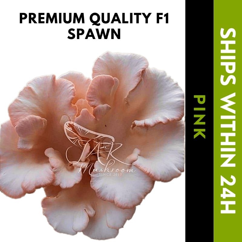 JAR Mushroom 1 pc PINK SPAWN GRAIN SPAWN Mushoom seed Binhi Kabute Fungus Oyster Djamor | Shopee ...