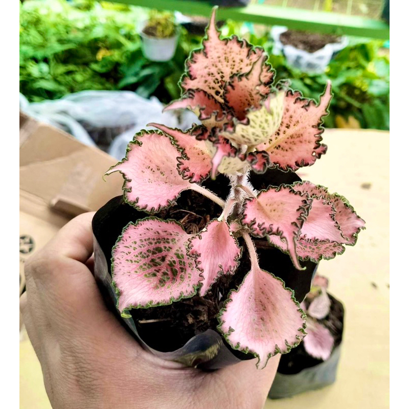 Fittonia Pink Crinkle (ESTABLISHED) | Shopee Philippines