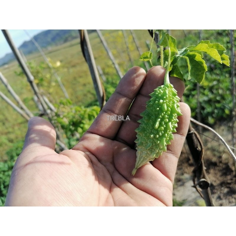 Ampalayang Ligaw/ Wild Ampalaya/ Parya Bakir, 10 seeds/pack | Shopee ...
