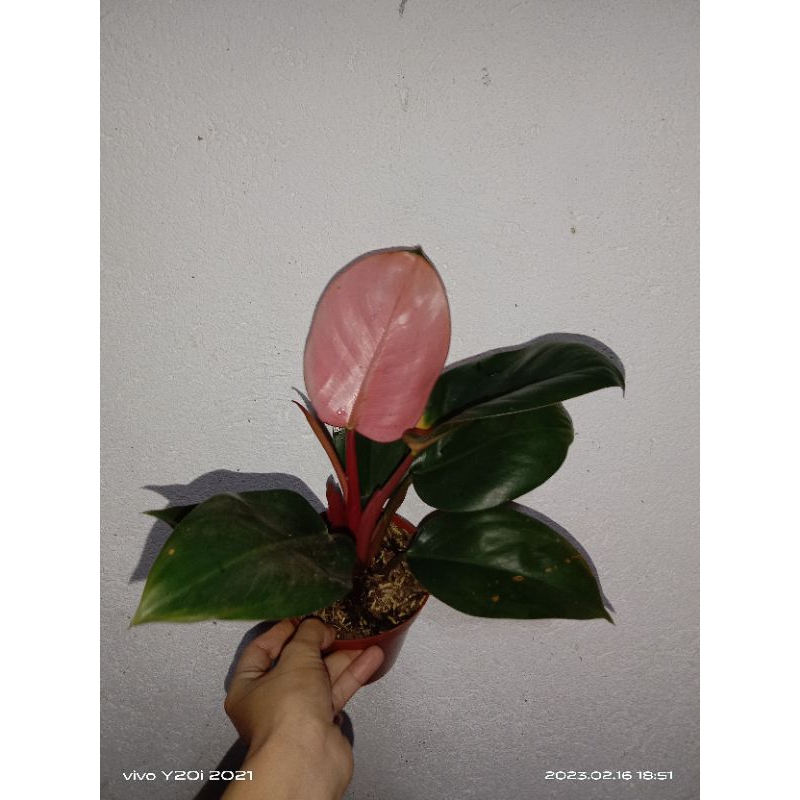 Pink Congo Philodendron: Chemical-Induced Beauty for Your Space ...