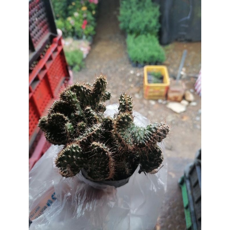 (Brain Cobra Cactus) | Shopee Philippines
