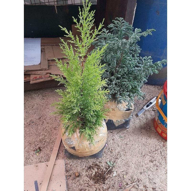 lemon pine tree(meduim size) | Shopee Philippines
